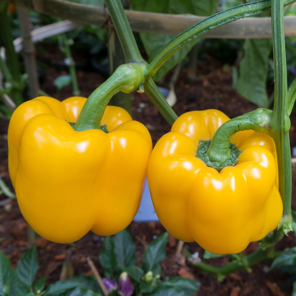 Paprika Yellow California Wonder Samen | A133