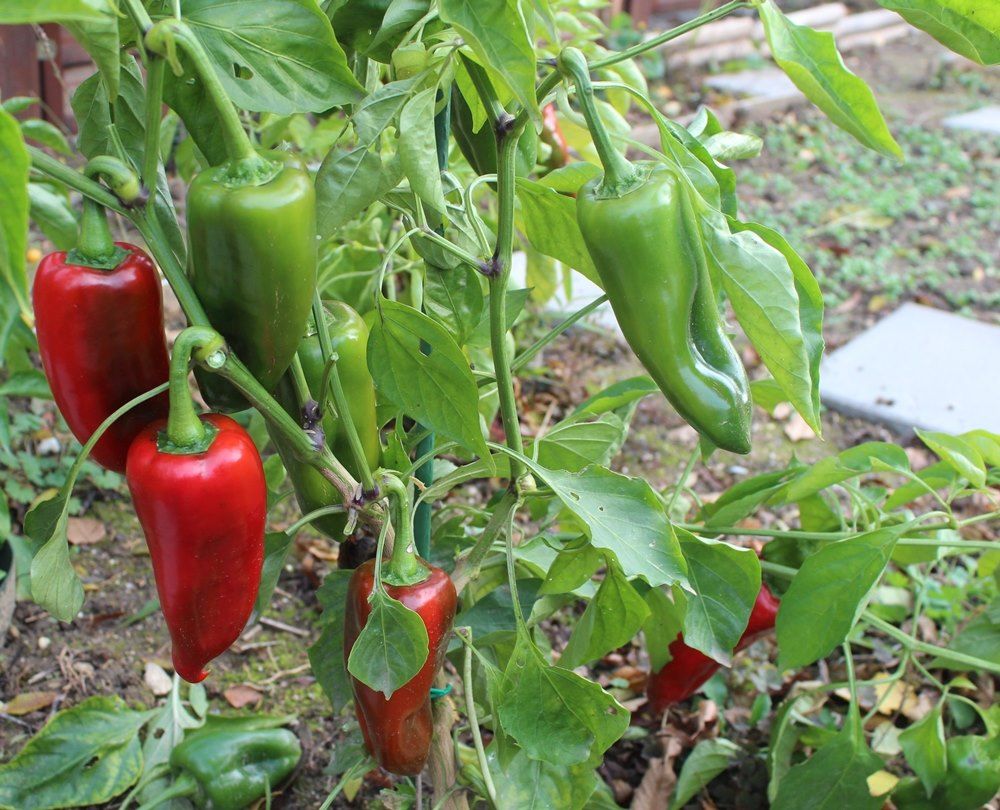 Paprika Kurtovska Kapiya Samen | A095