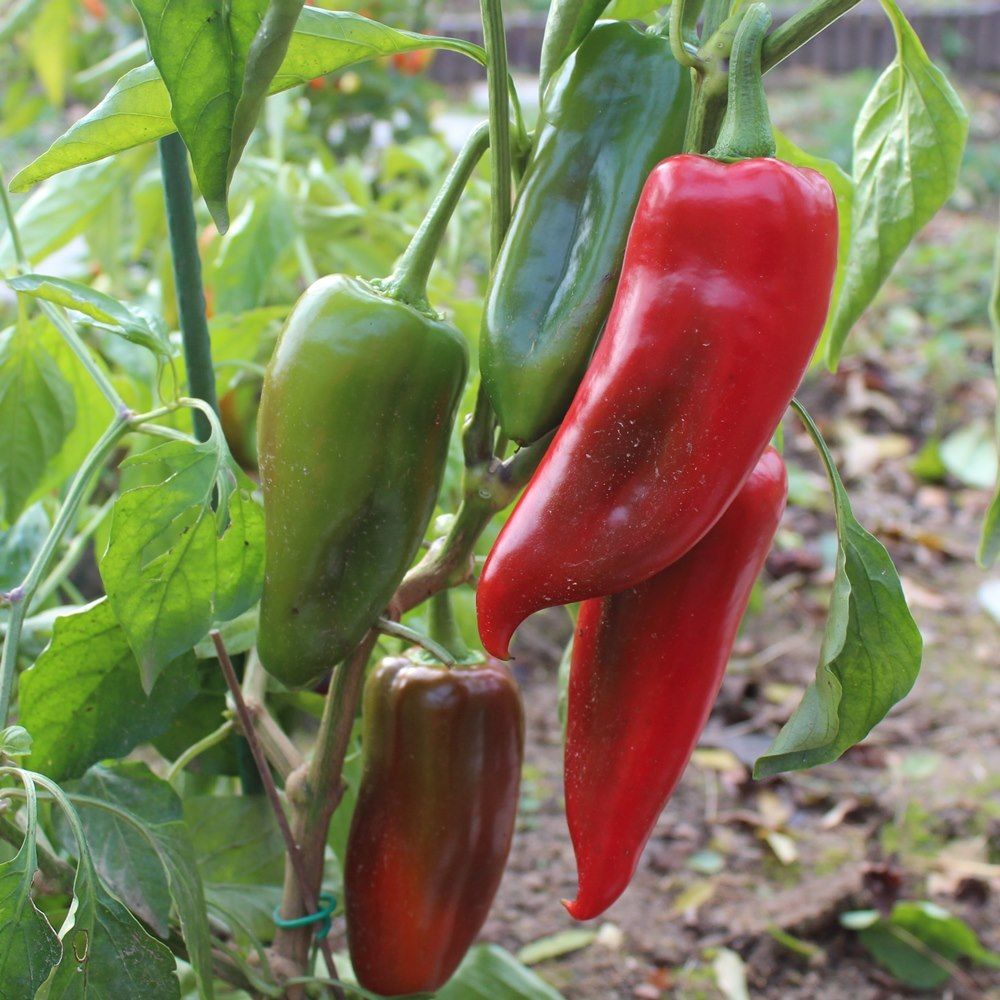 Paprika Kurtovska Kapiya Samen | A095