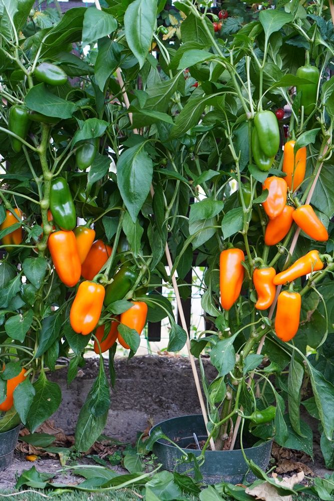 Snackpaprika Hamik Samen | A398